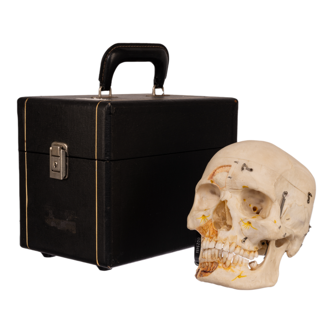Real Human Skull with Carrying Case - Dissected For Sale — Skulls ...