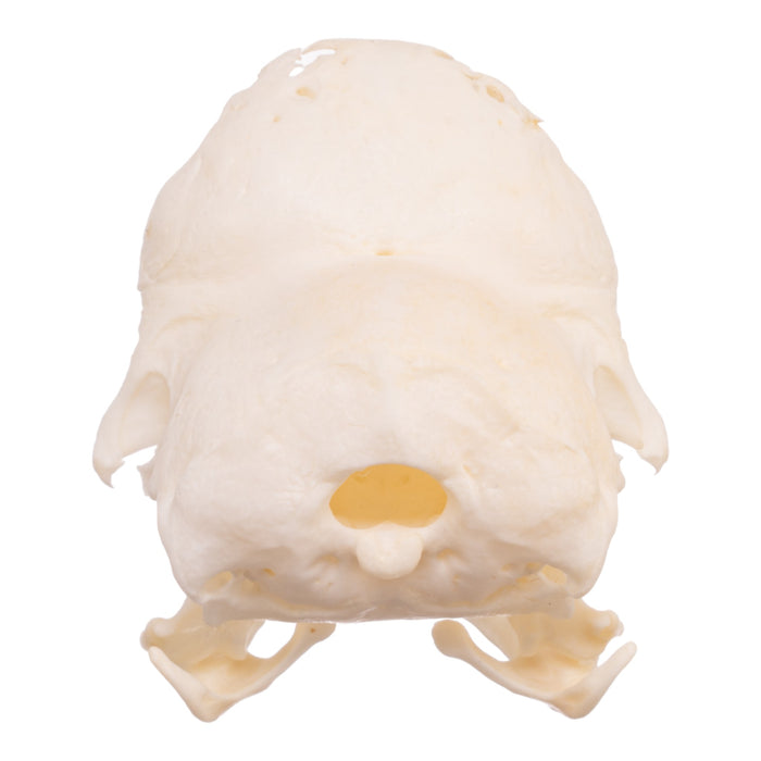 Real Polish Crested Chicken Skull For Sale — Skulls Unlimited ...