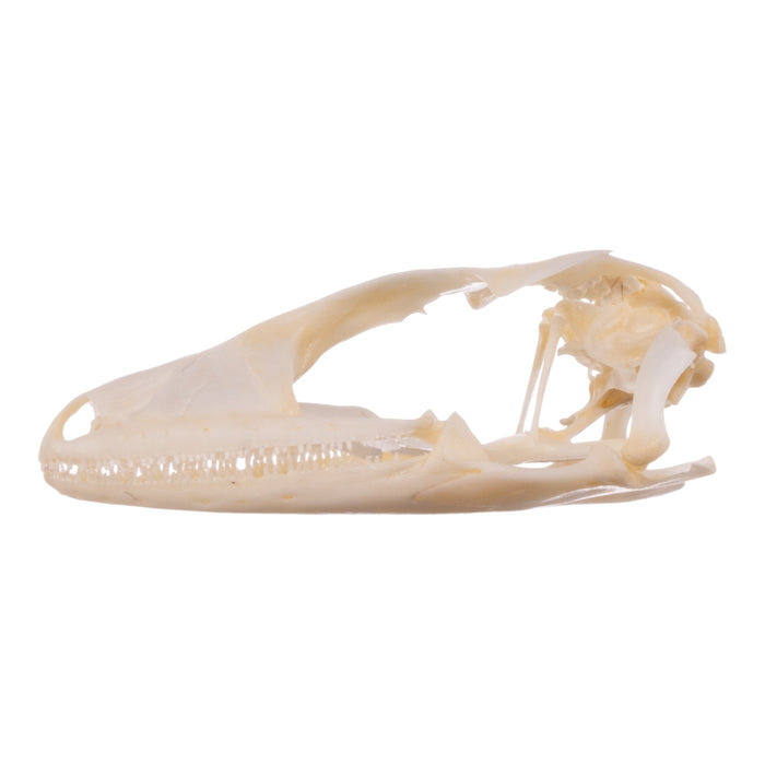 Real Tokay Gecko Skull - Juvenile For Sale — Skulls Unlimited ...
