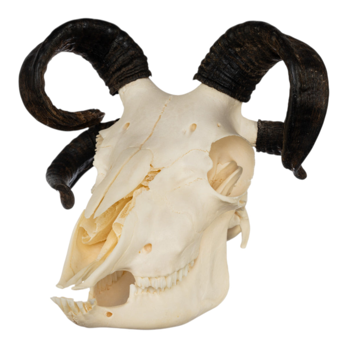 Real Four-horned Jacob Sheep Skull For Sale — Skulls Unlimited ...