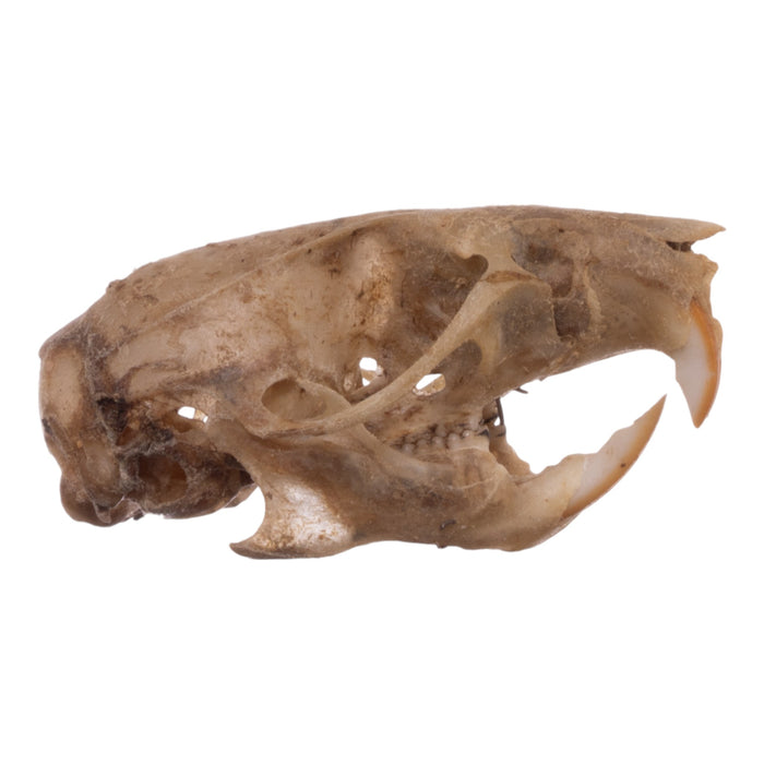 Real Marsh Rice Rat Skeleton - Disarticulated For Sale — Skulls ...