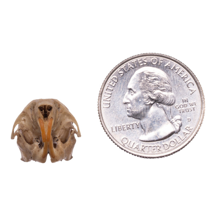Real Marsh Rice Rat Skeleton - Disarticulated For Sale — Skulls ...