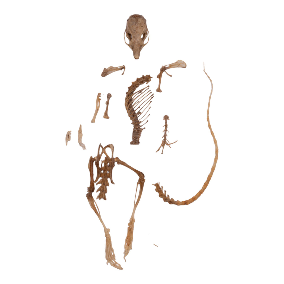 Real Marsh Rice Rat Skeleton - Disarticulated For Sale — Skulls ...
