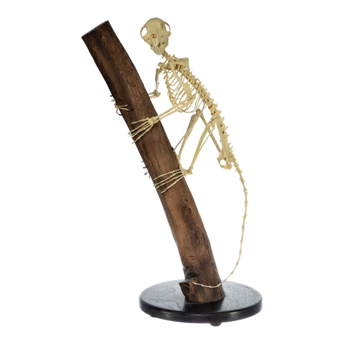 Replica Aye-Aye Skeleton For Sale — Skulls Unlimited International, Inc.