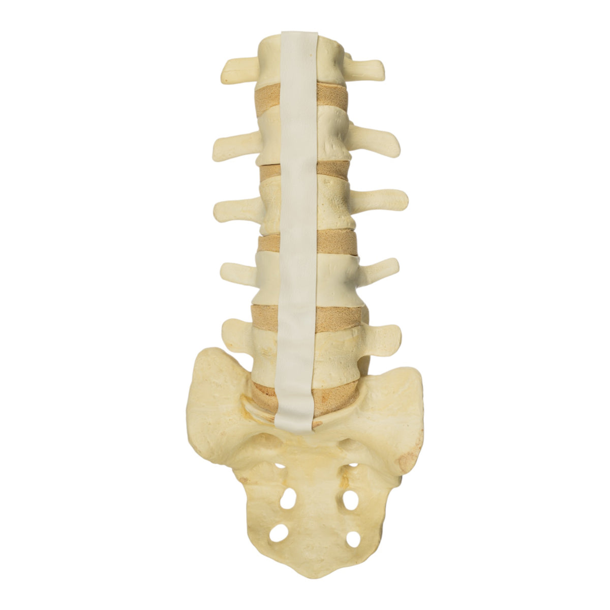 Replica Human Sacrum & Lumbar Model For Sale — Skulls Unlimited ...