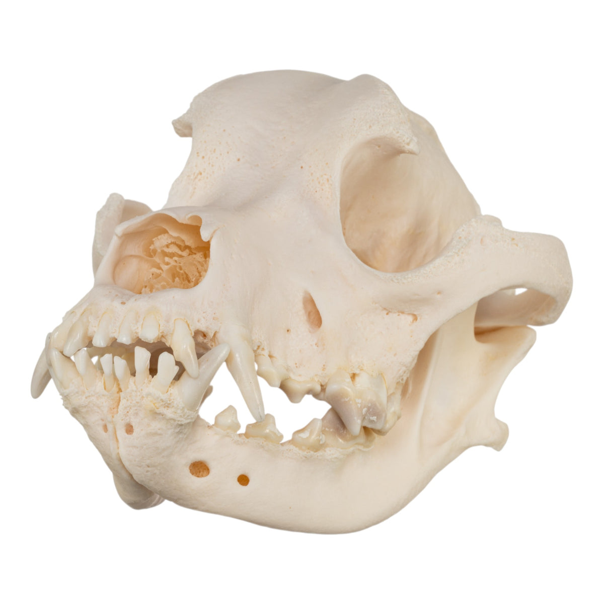 Real Mastiff Skull For Sale — Skulls Unlimited International, Inc.