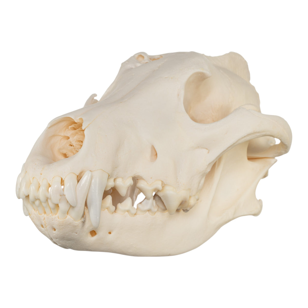 Real Gray Wolf Skull With Pathology For Sale — Skulls Unlimited ...