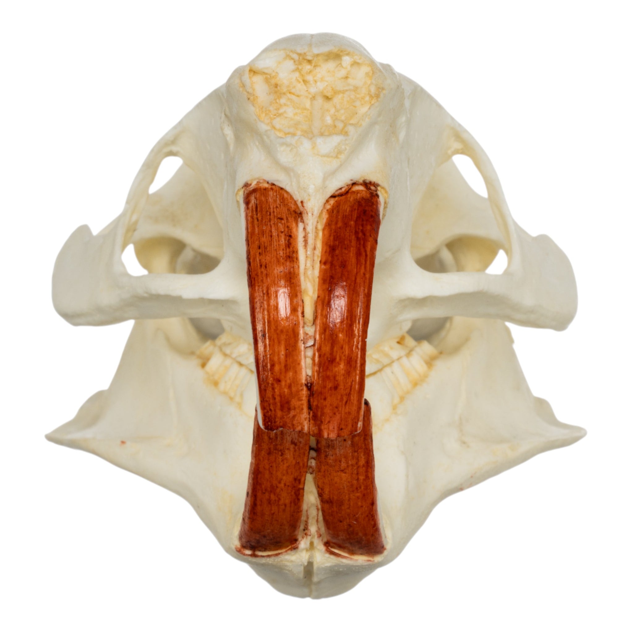 Replica Nutria Skull For Sale — Skulls Unlimited International, Inc.