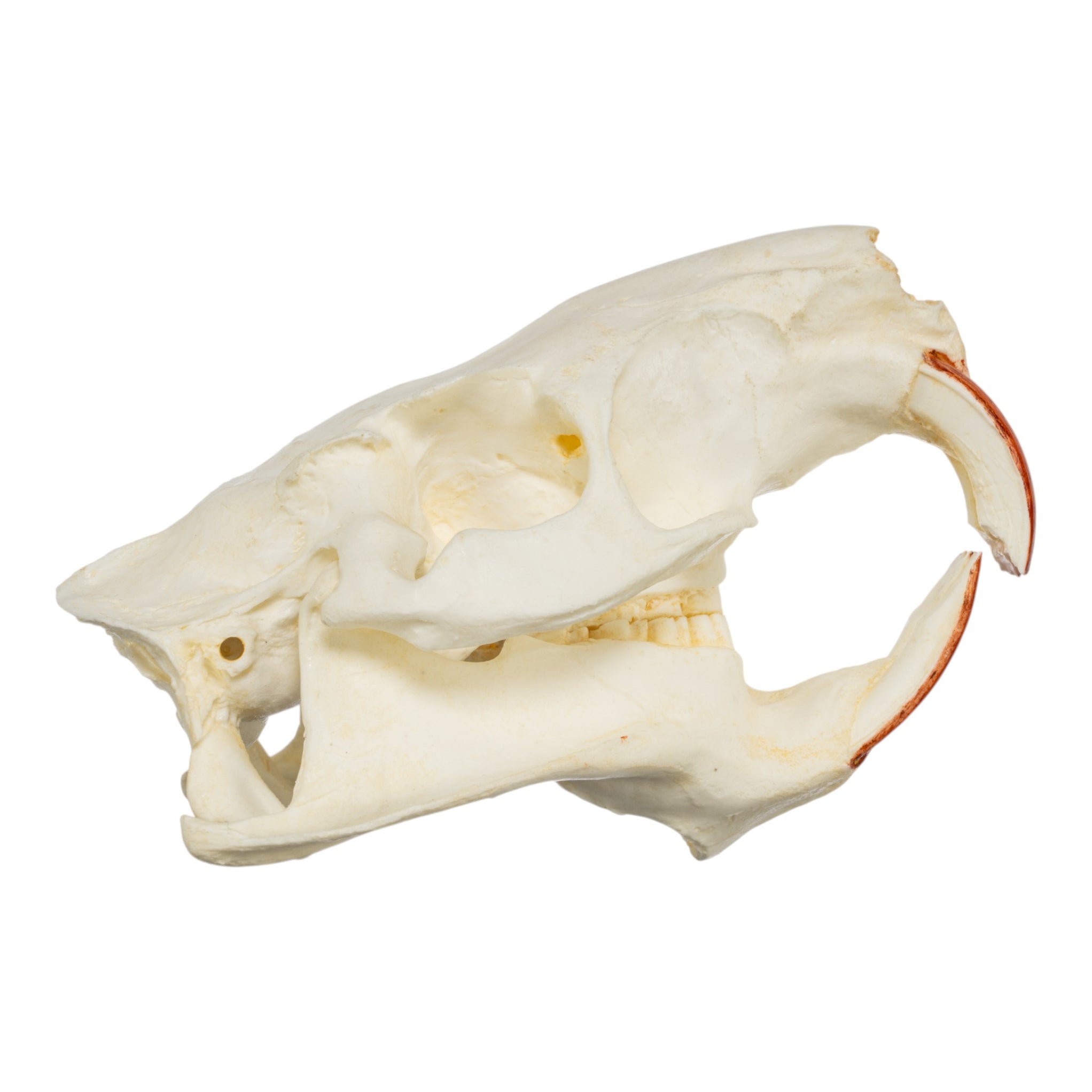 Replica Nutria Skull For Sale — Skulls Unlimited International, Inc.