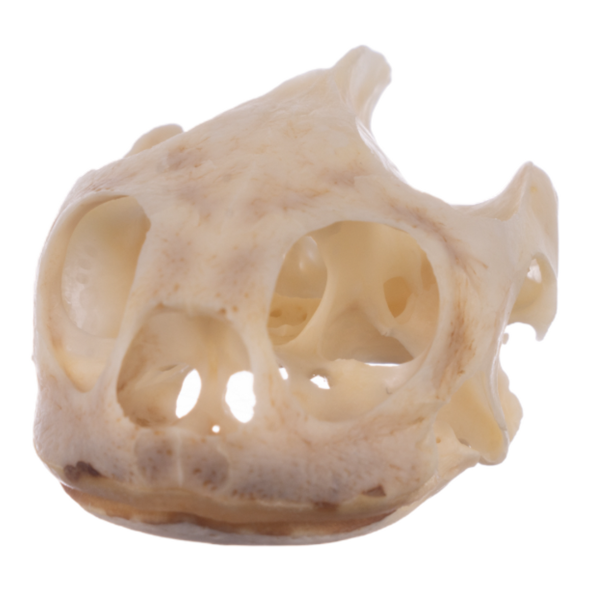 Real River Cooter Skull For Sale — Skulls Unlimited International, Inc.