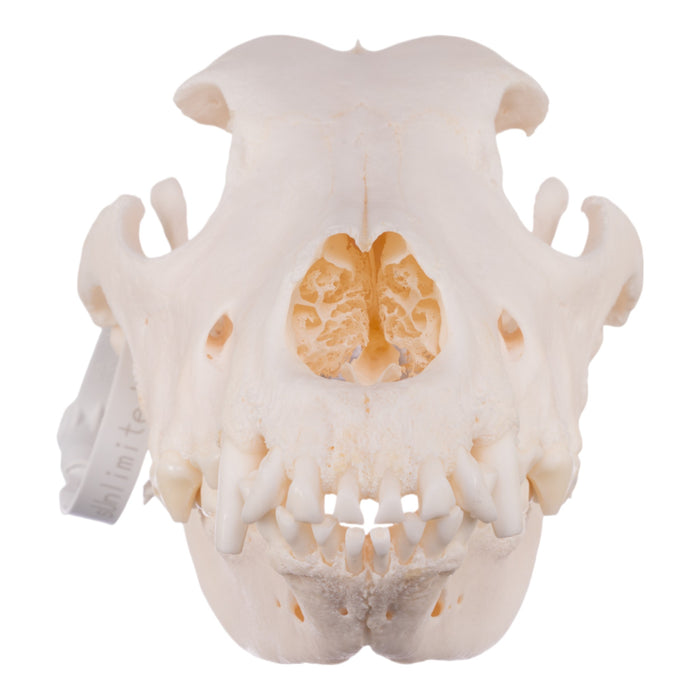 Real German Shepherd Skull For Sale — Skulls Unlimited International, Inc.