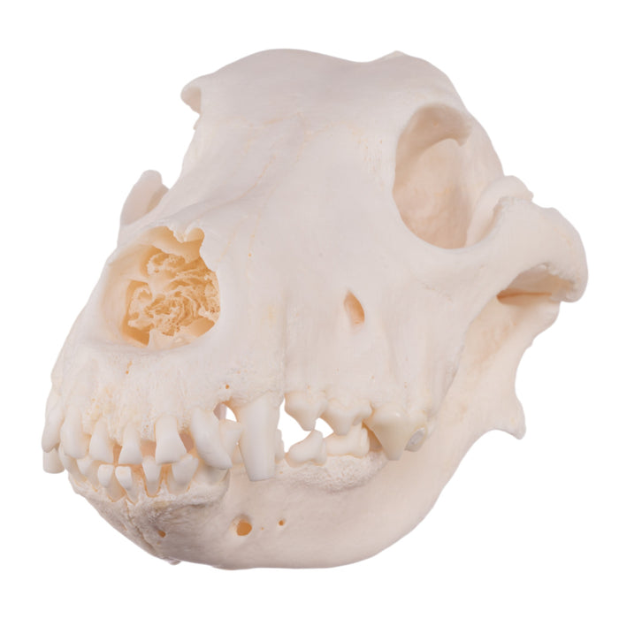 Real German Shepherd Skull For Sale — Skulls Unlimited International, Inc.