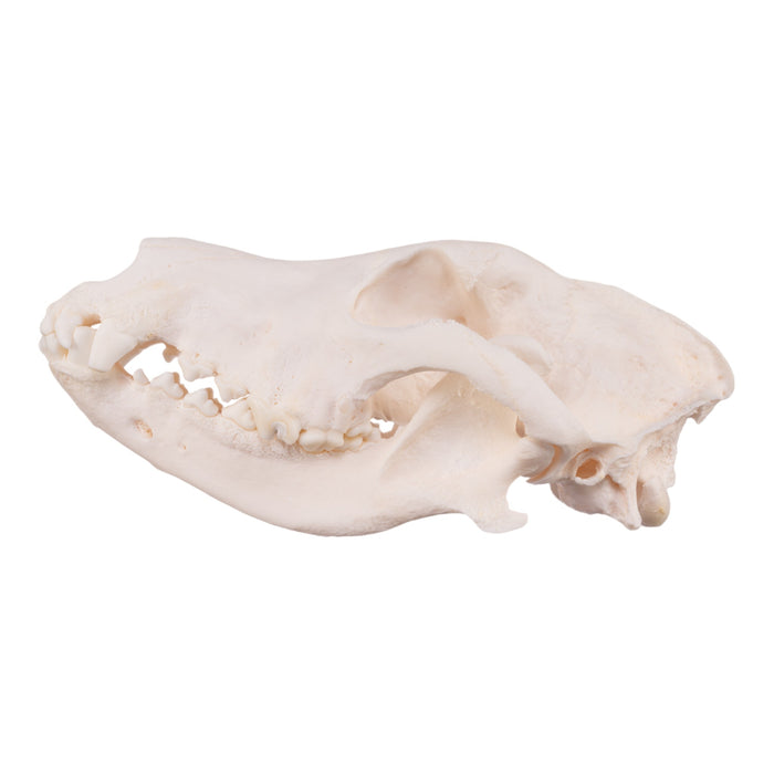 Real German Shepherd Skull For Sale — Skulls Unlimited International, Inc.