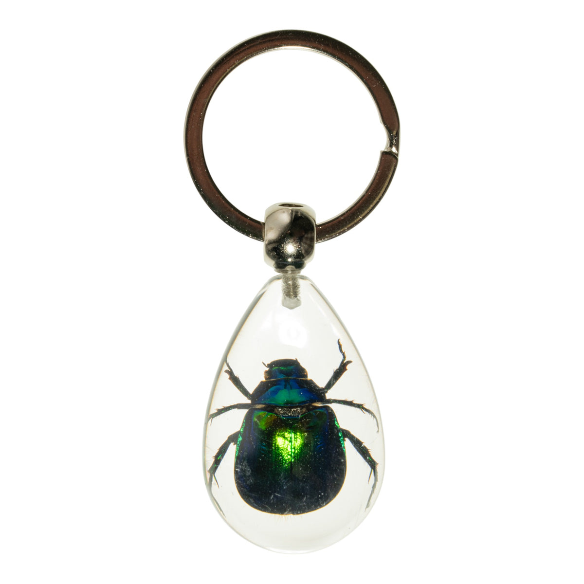 Real Rutelian Beetle Keychain For Sale — Skulls Unlimited International ...