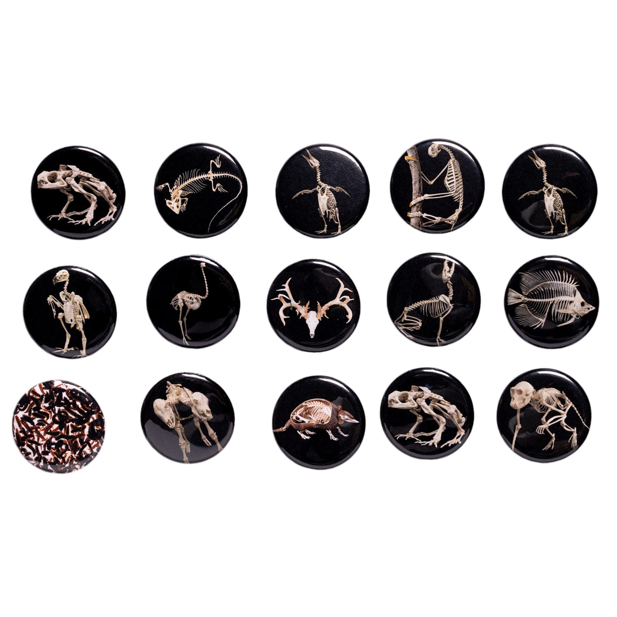 Skulls and Skeletons Button For Sale — Skulls Unlimited International, Inc.