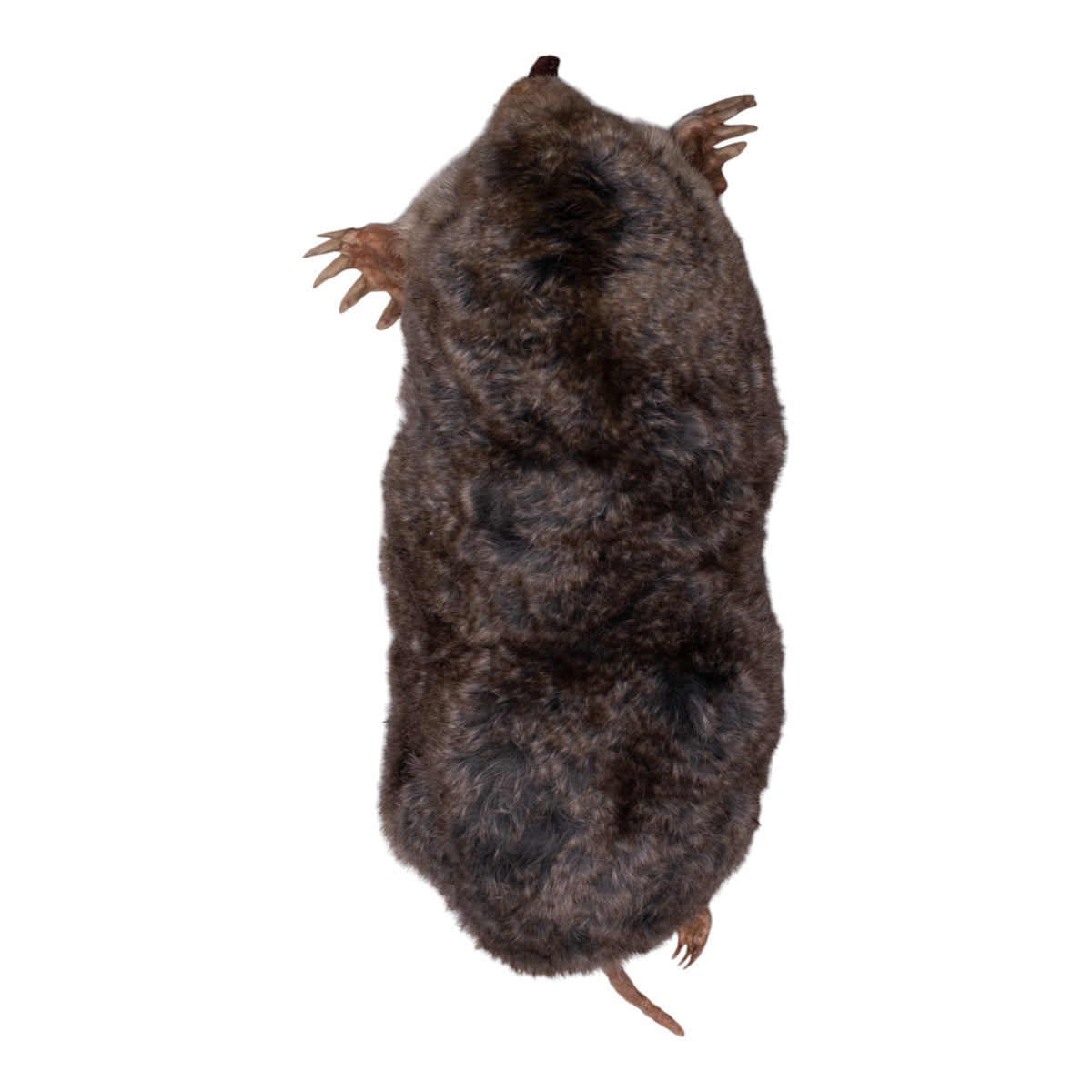 Real Freeze-dried Mole For Sale — Skulls Unlimited International, Inc.