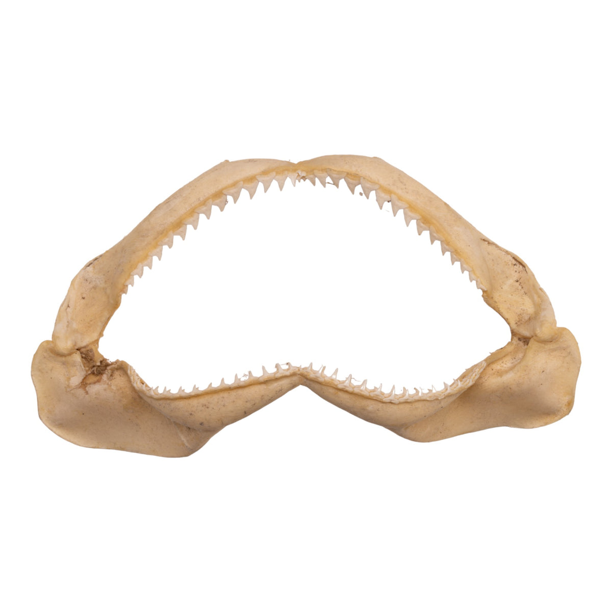 Real Silky Shark Jaw (9") For Sale — Skulls Unlimited International, Inc.