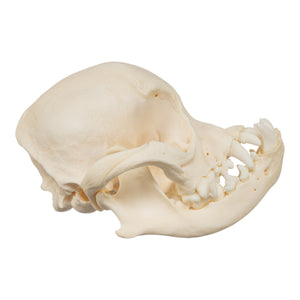 Real "Centaur" Skeleton — Skulls Unlimited International, Inc.