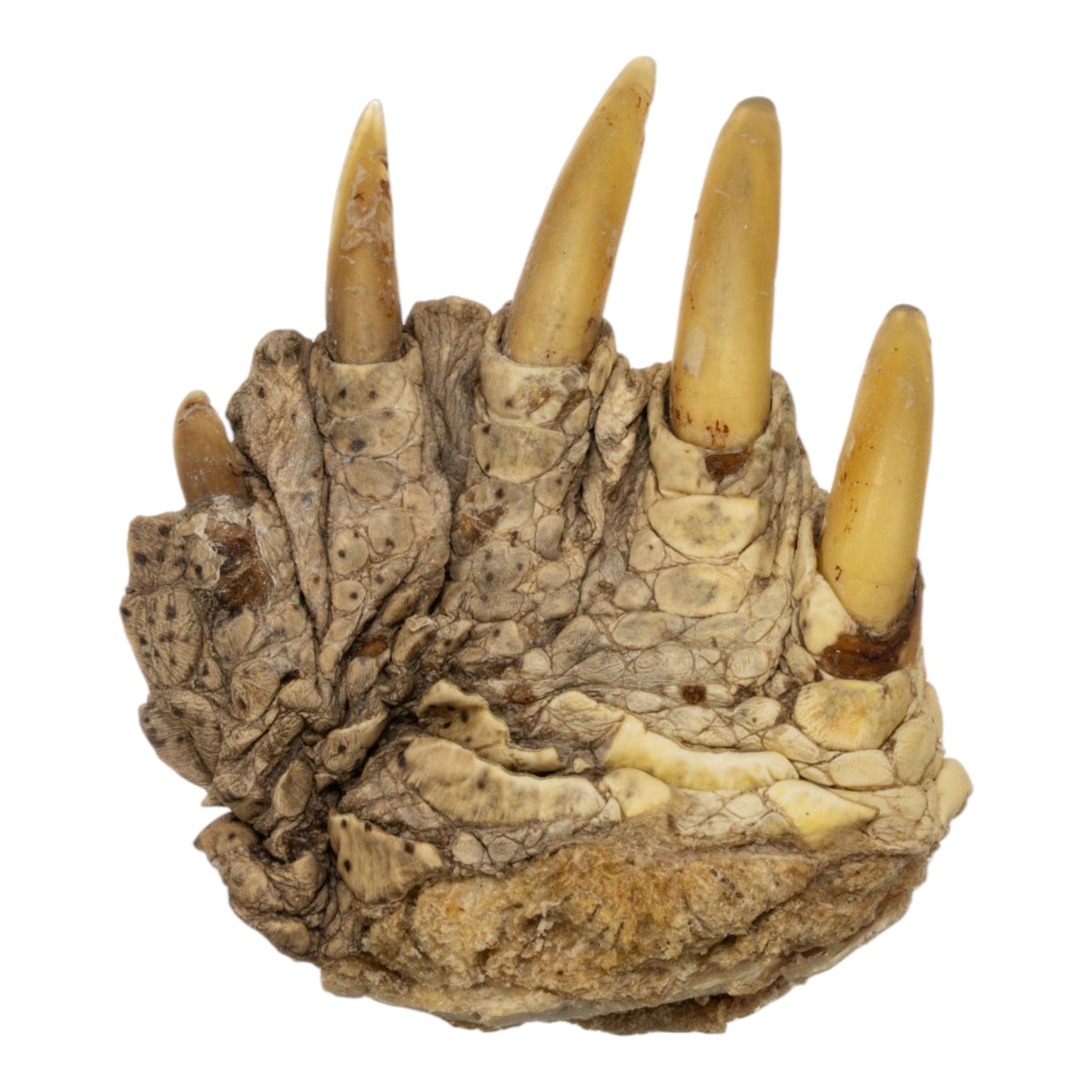 Real Freeze Dried Snapping Turtle Foot For Sale — Skulls Unlimited ...