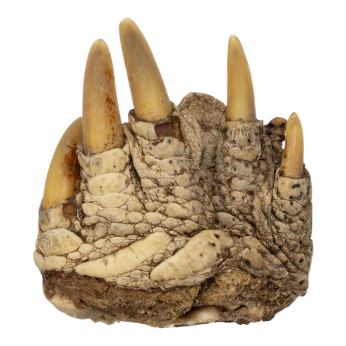 Real Freeze Dried Snapping Turtle Foot For Sale — Skulls Unlimited ...
