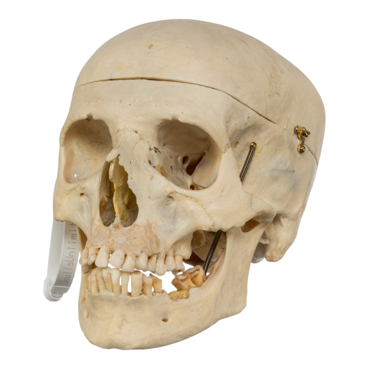 Real Human Skull For Sale — Skulls Unlimited International, Inc.
