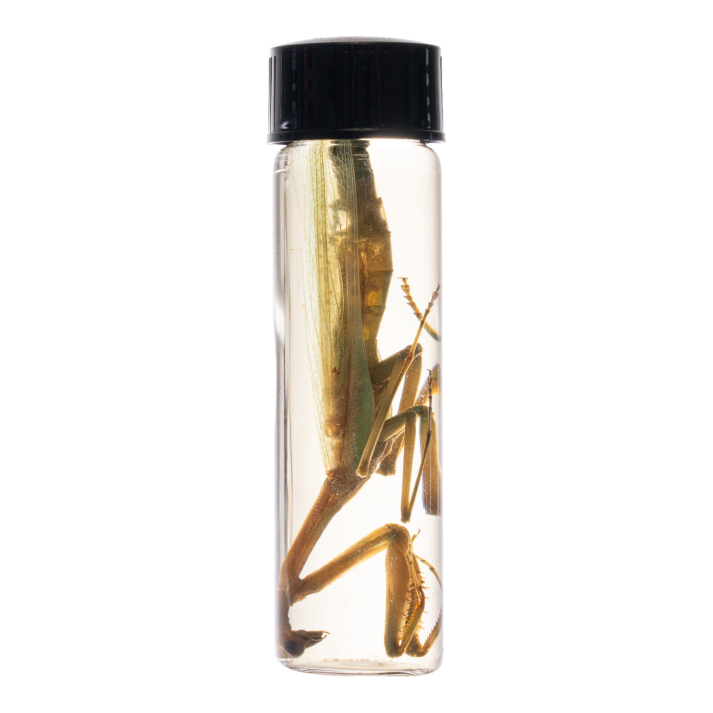 Real Praying Mantis Wet Specimen For Sale — Skulls Unlimited ...