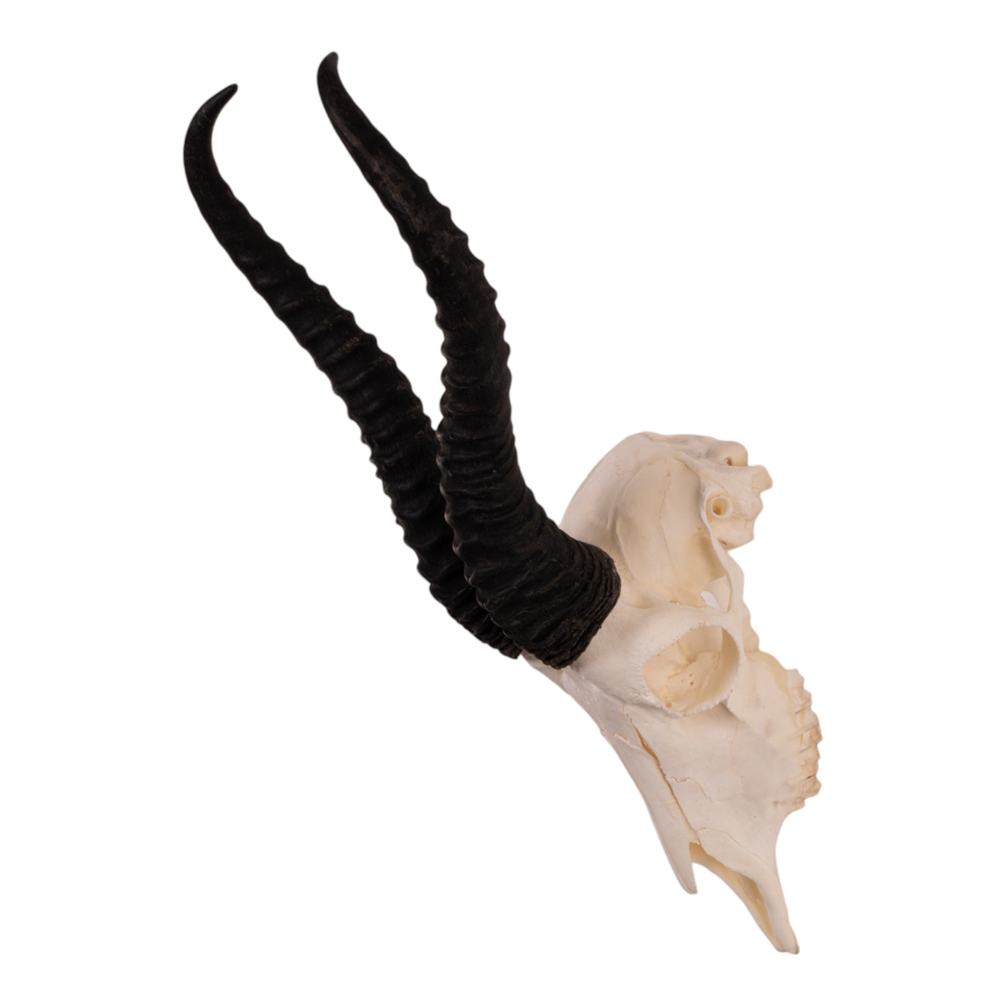 Real Springbok Skull For Sale — Skulls Unlimited International, Inc.