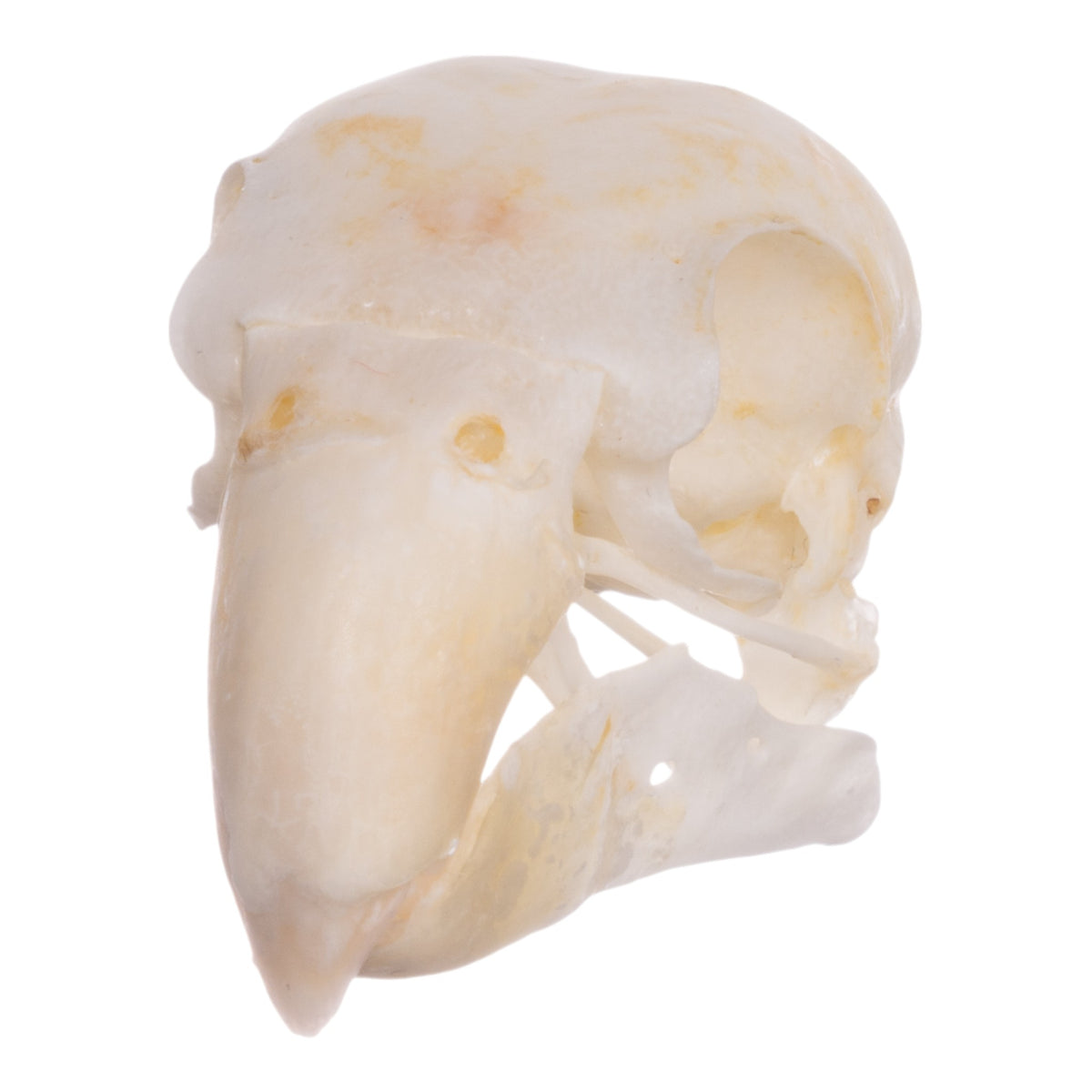 Real Monk Parakeet Skull For Sale — Skulls Unlimited International, Inc.