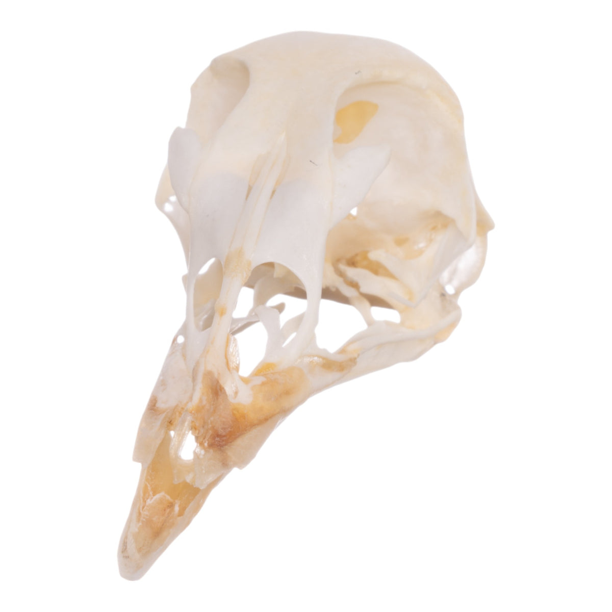 Real Chicken Skull With Pathology For Sale — Skulls Unlimited ...