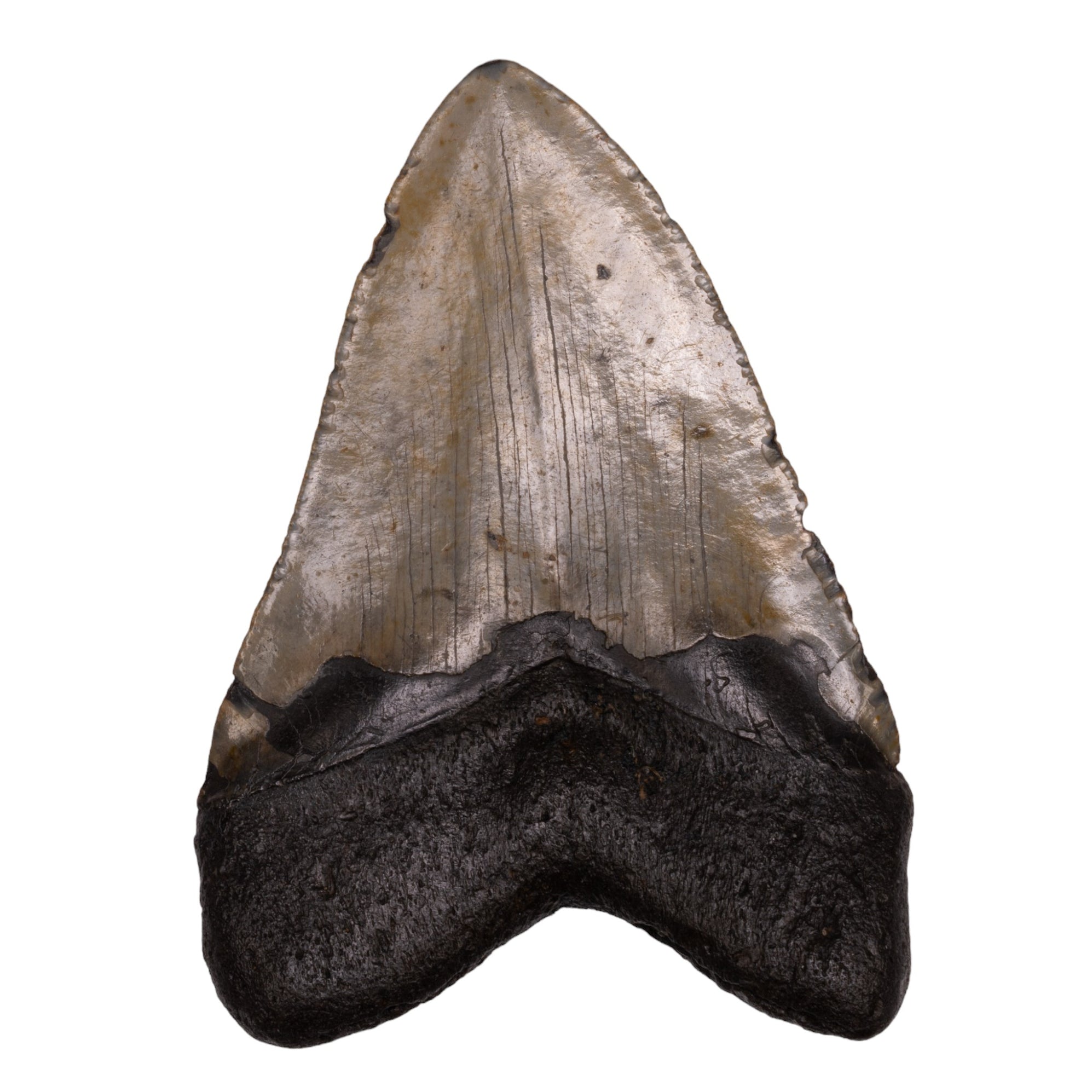 Real Megalodon Tooth For Sale — Skulls Unlimited International, Inc.