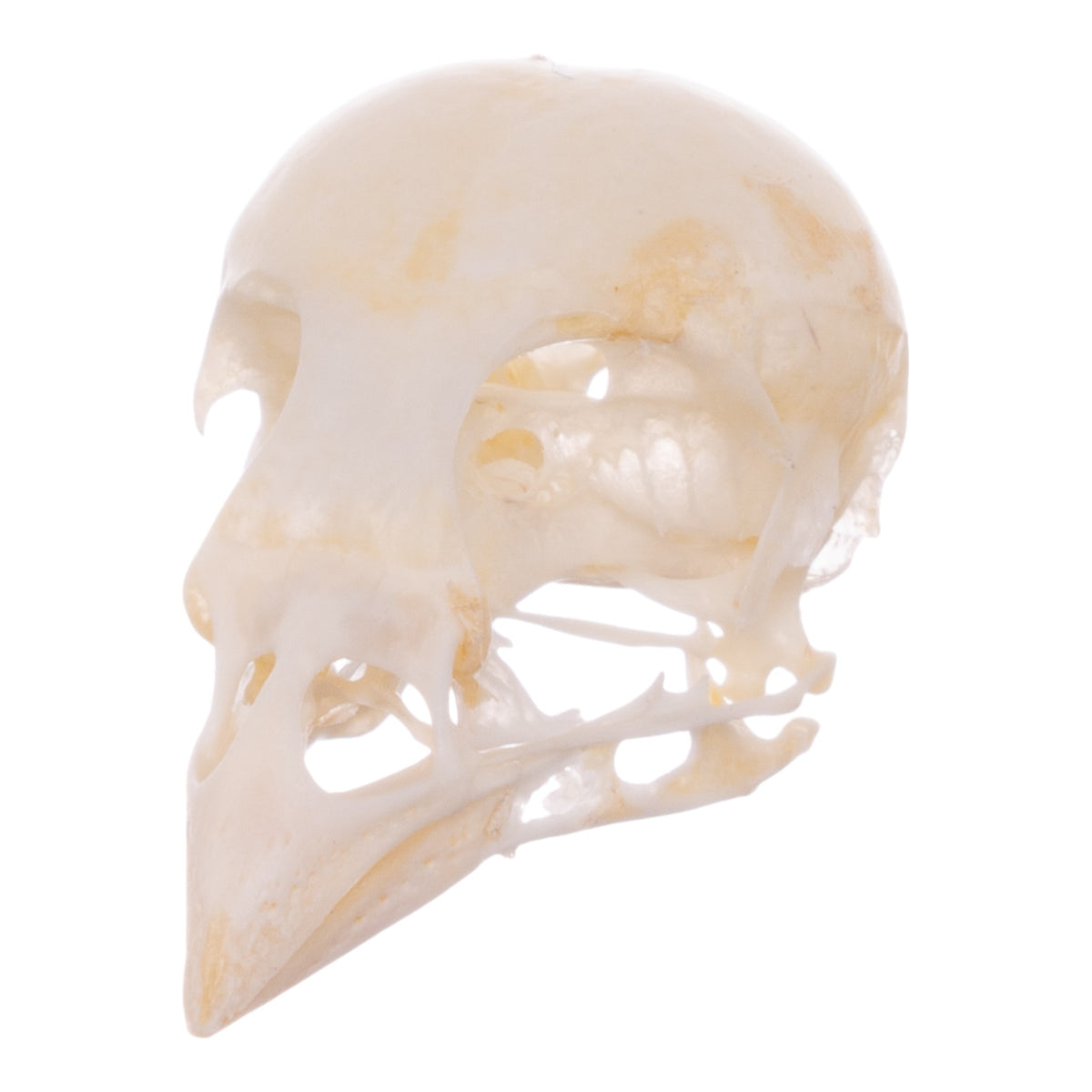 Real Finch Skull For Sale — Skulls Unlimited International, Inc.