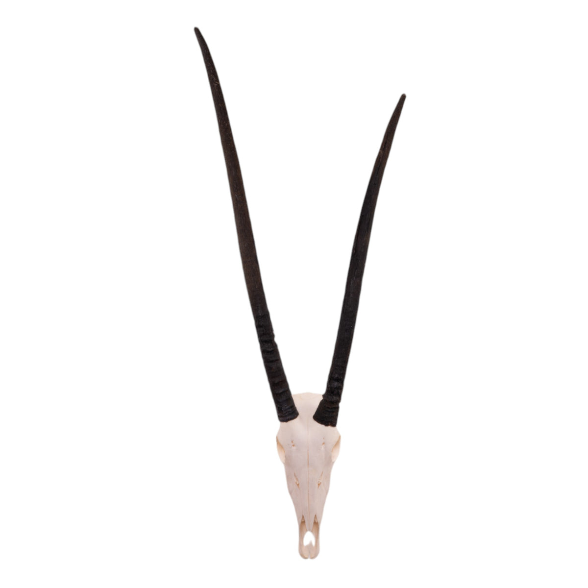 Real Gemsbok Skull For Sale — Skulls Unlimited International, Inc.