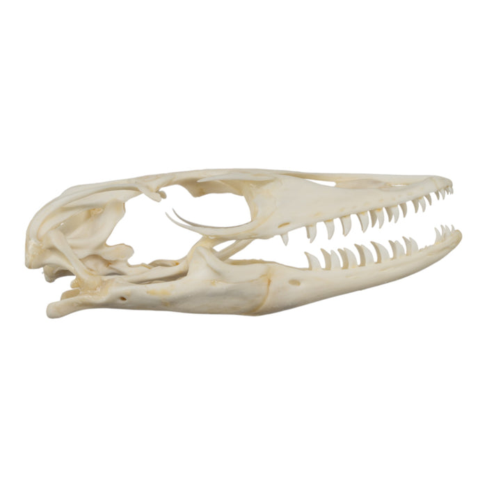 Real Monitor Lizard Skull For Sale — Skulls Unlimited International, Inc.