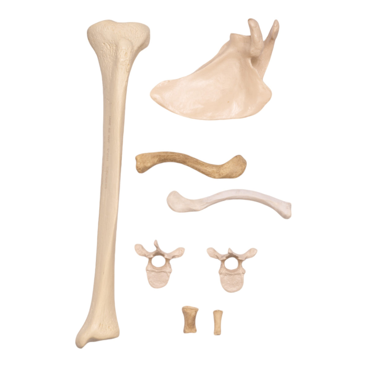 Replica Bag-O-Human Bones For Sale — Skulls Unlimited International, Inc.
