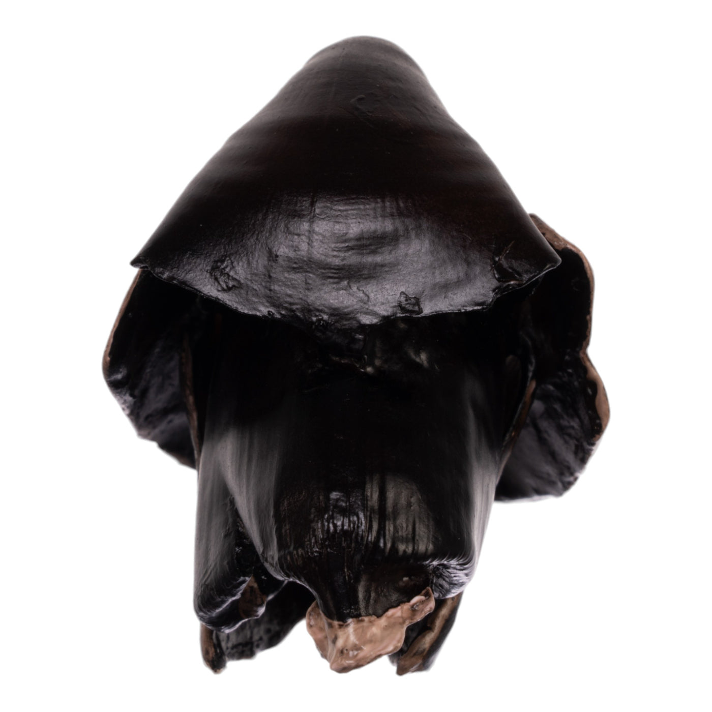 Replica Giant Squid Beak For Sale — Skulls Unlimited International, Inc.