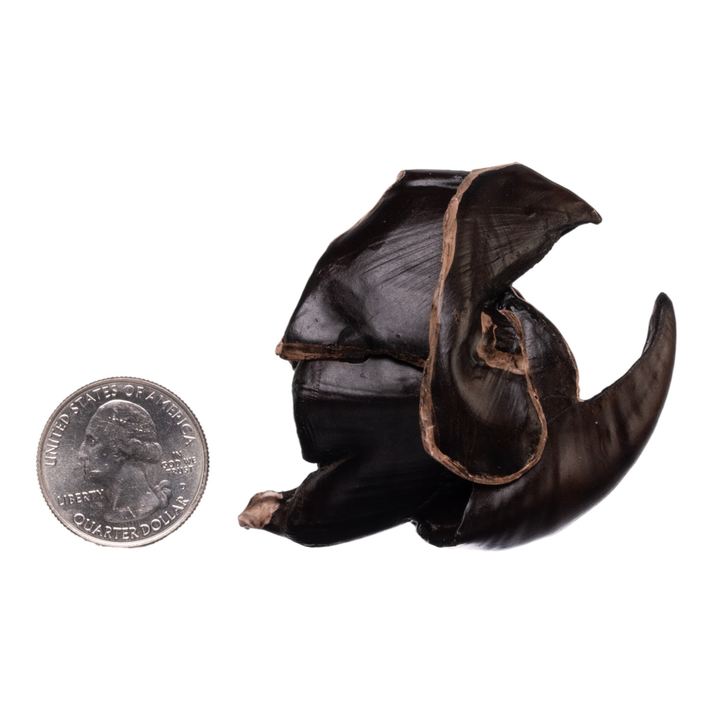 Replica Giant Squid Beak For Sale — Skulls Unlimited International, Inc.