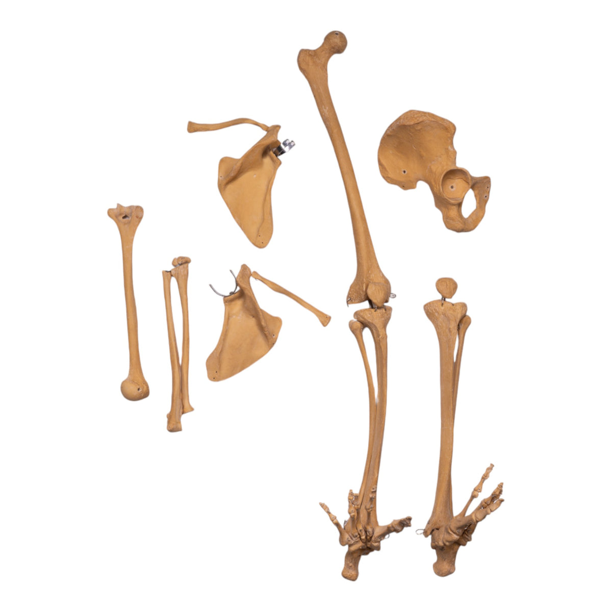 Replica Human Limb Set - Partial For Sale — Skulls Unlimited ...