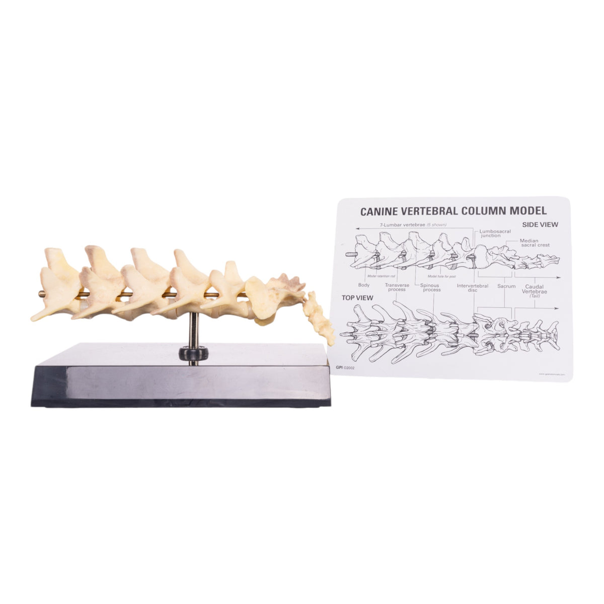 Replica Domestic Dog Vertebral Column Model For Sale — Skulls Unlimited ...