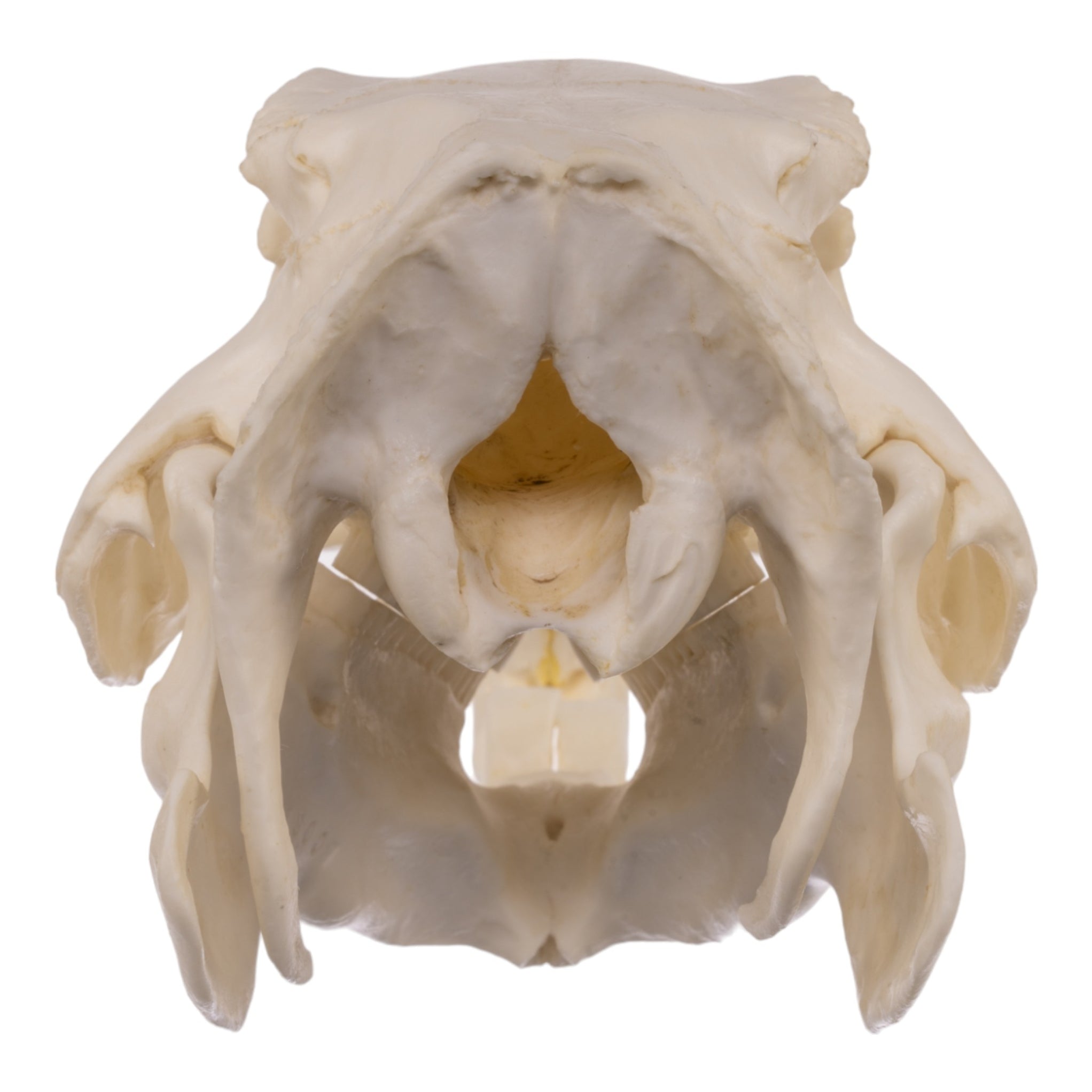 Replica Capybara Skull For Sale — Skulls Unlimited International, Inc.