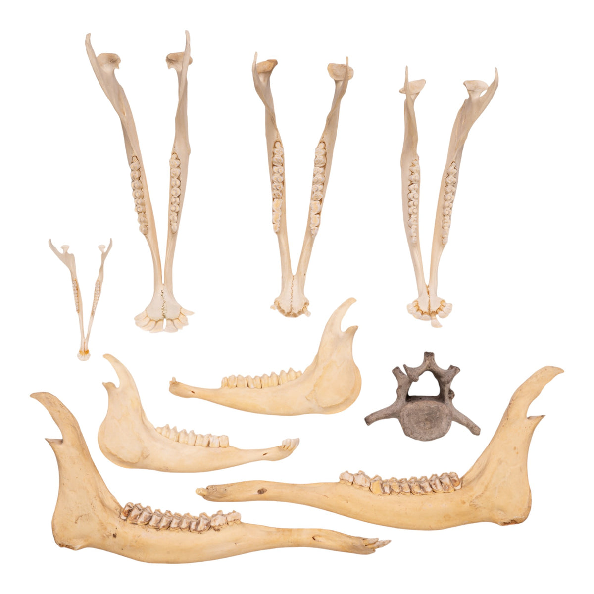 Real Bag-O-Bones For Sale — Skulls Unlimited International, Inc.