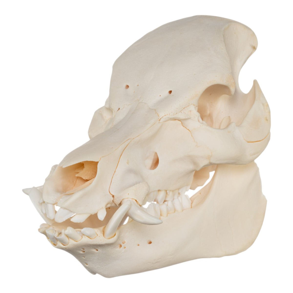Real Potbellied Pig Skull For Sale — Skulls Unlimited International, Inc.