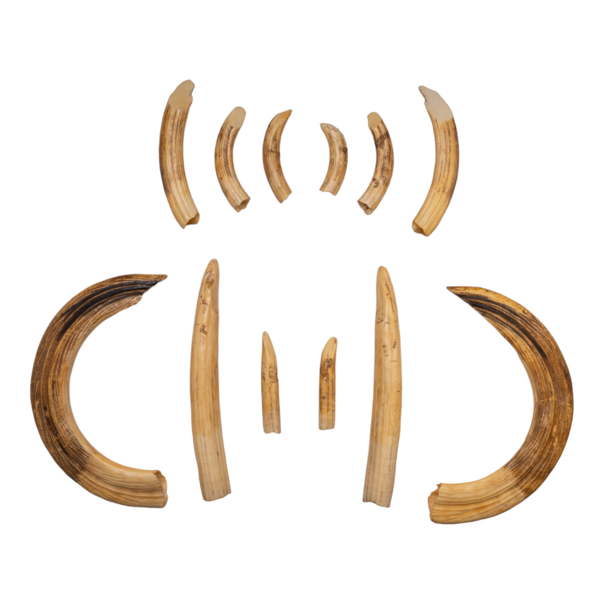 Replica Hippopotamus Teeth (Set of 12) For Sale — Skulls Unlimited ...