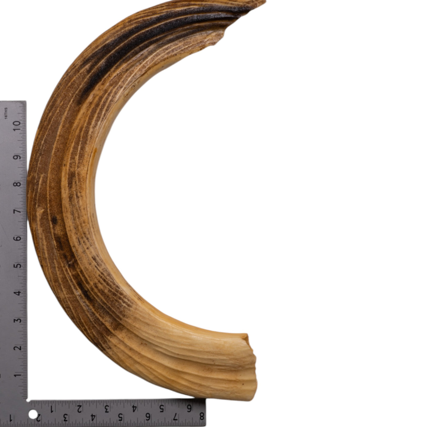 Replica Hippopotamus Teeth (Set of 12) For Sale — Skulls Unlimited ...