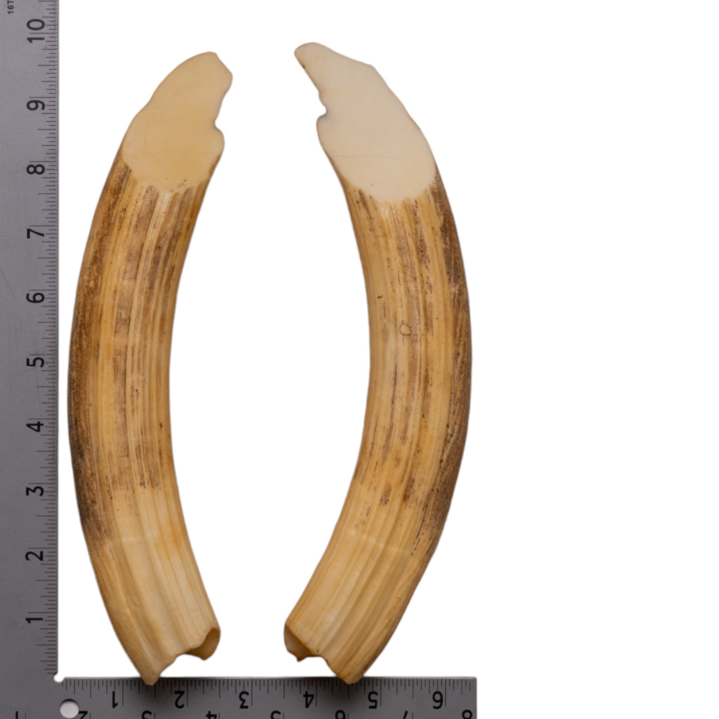 Replica Hippopotamus Teeth (Set of 12) For Sale — Skulls Unlimited ...