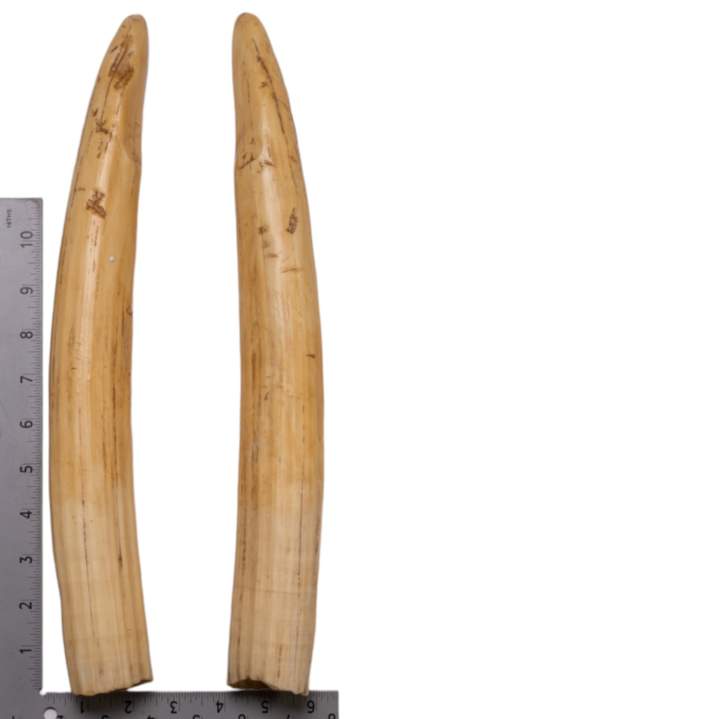 Replica Hippopotamus Teeth (Set of 12) For Sale — Skulls Unlimited ...