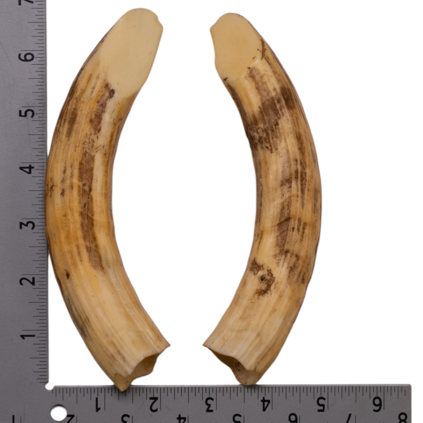 Replica Hippopotamus Teeth (Set of 12) For Sale — Skulls Unlimited ...