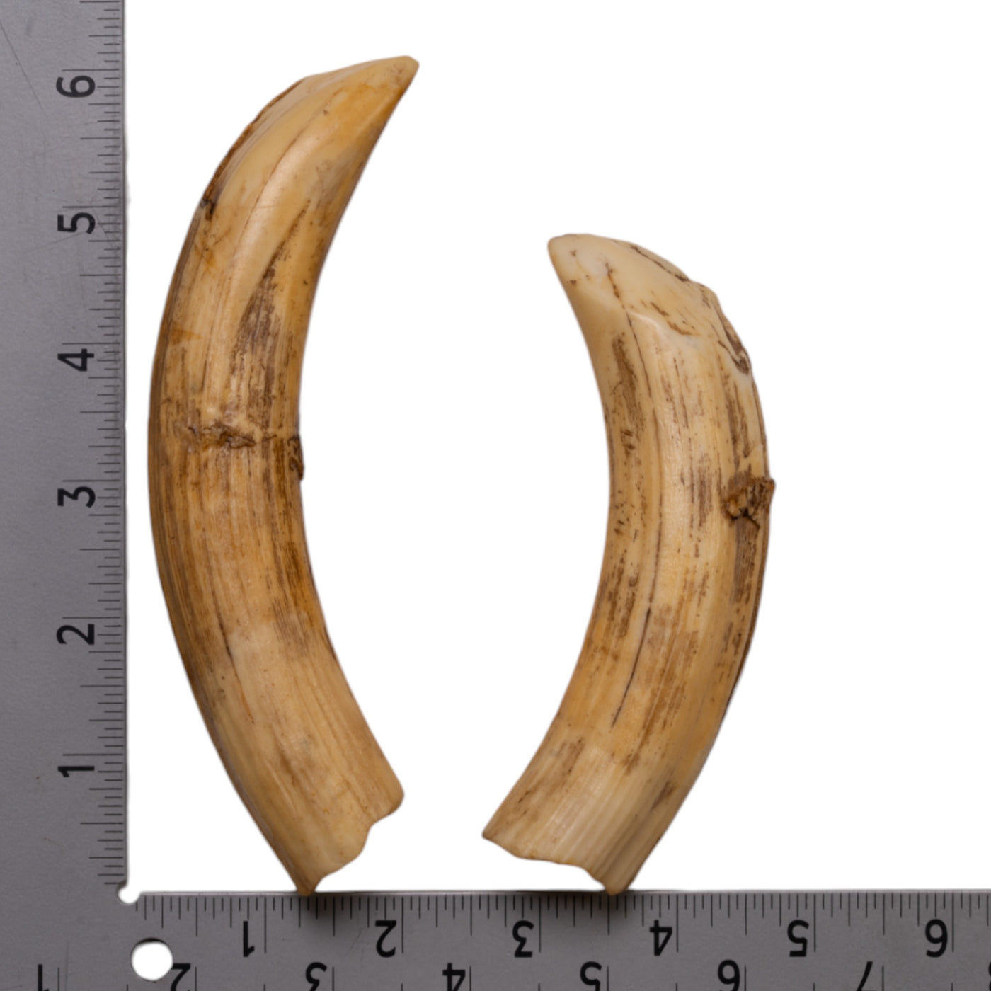 Replica Hippopotamus Teeth (Set of 12) For Sale — Skulls Unlimited ...