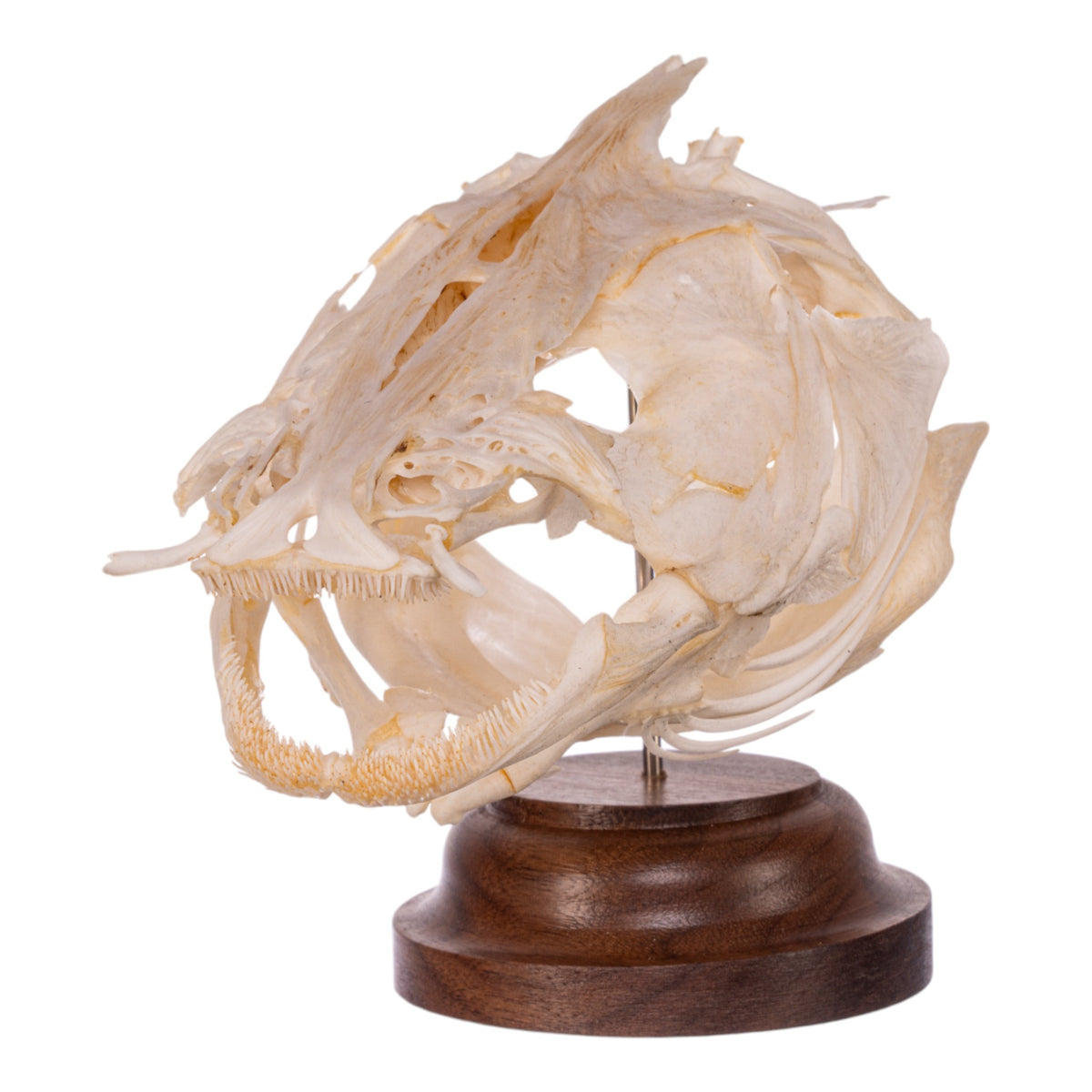 Real Catfish Skull On Stand For Sale — Skulls Unlimited International, Inc.