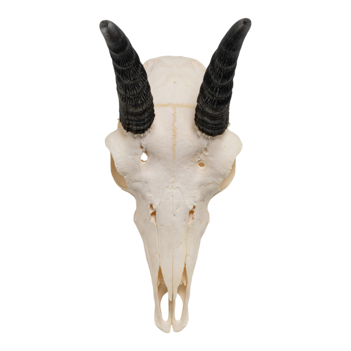 Real Mountain Reedbuck Skull For Sale — Skulls Unlimited International ...