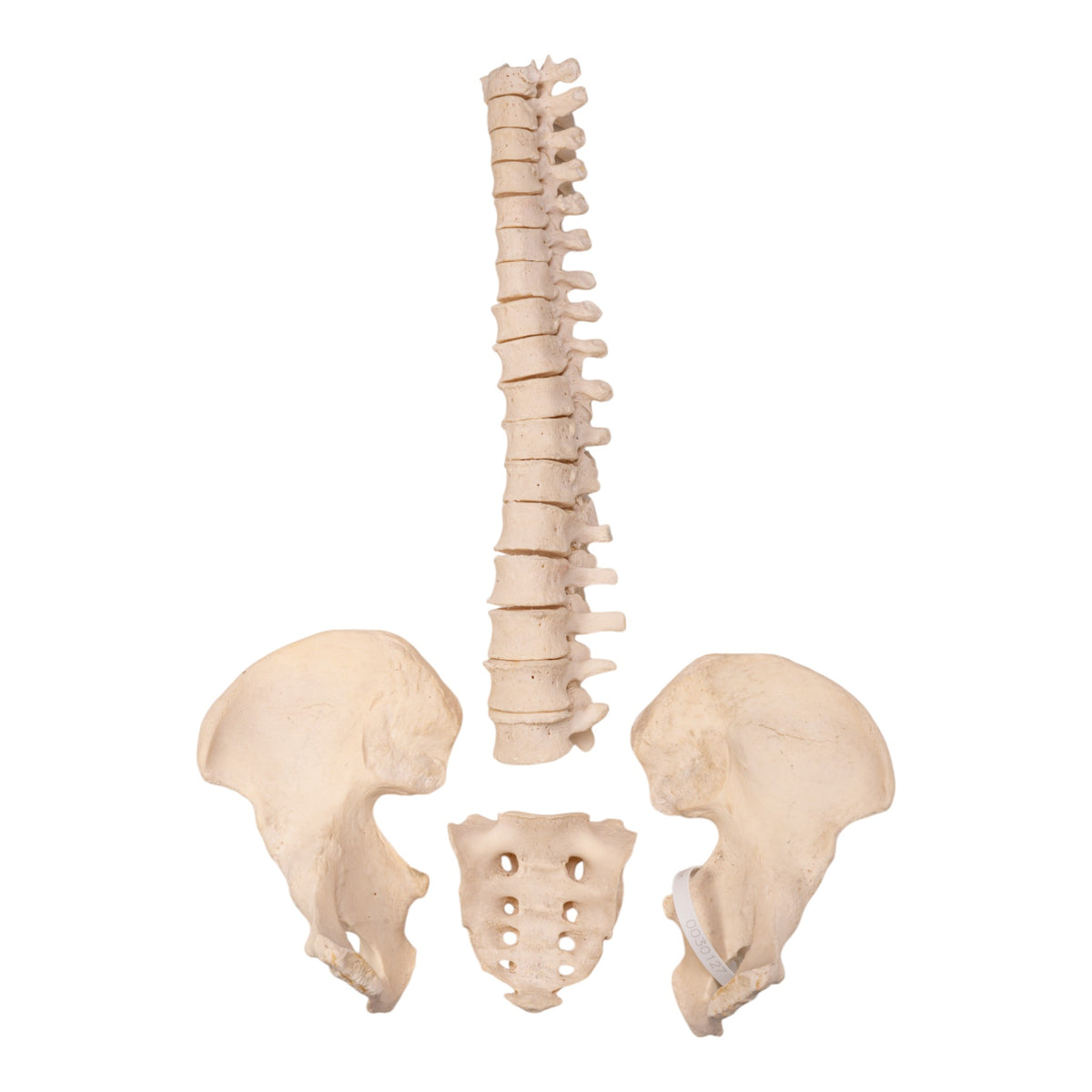 Real Human Spine, Sacrum, And Pelvis For Sale — Skulls Unlimited ...
